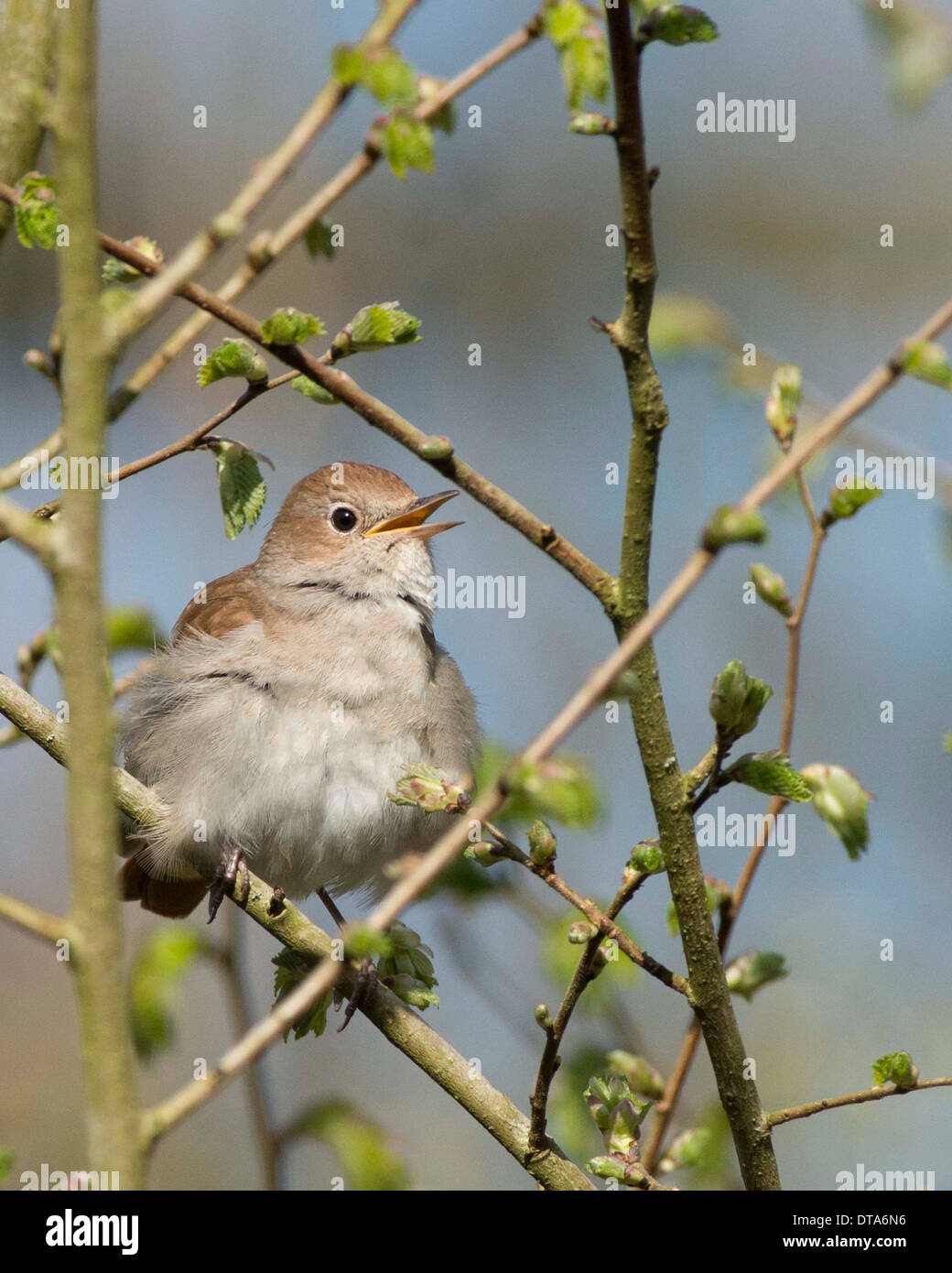 Nightingale Singing At Night