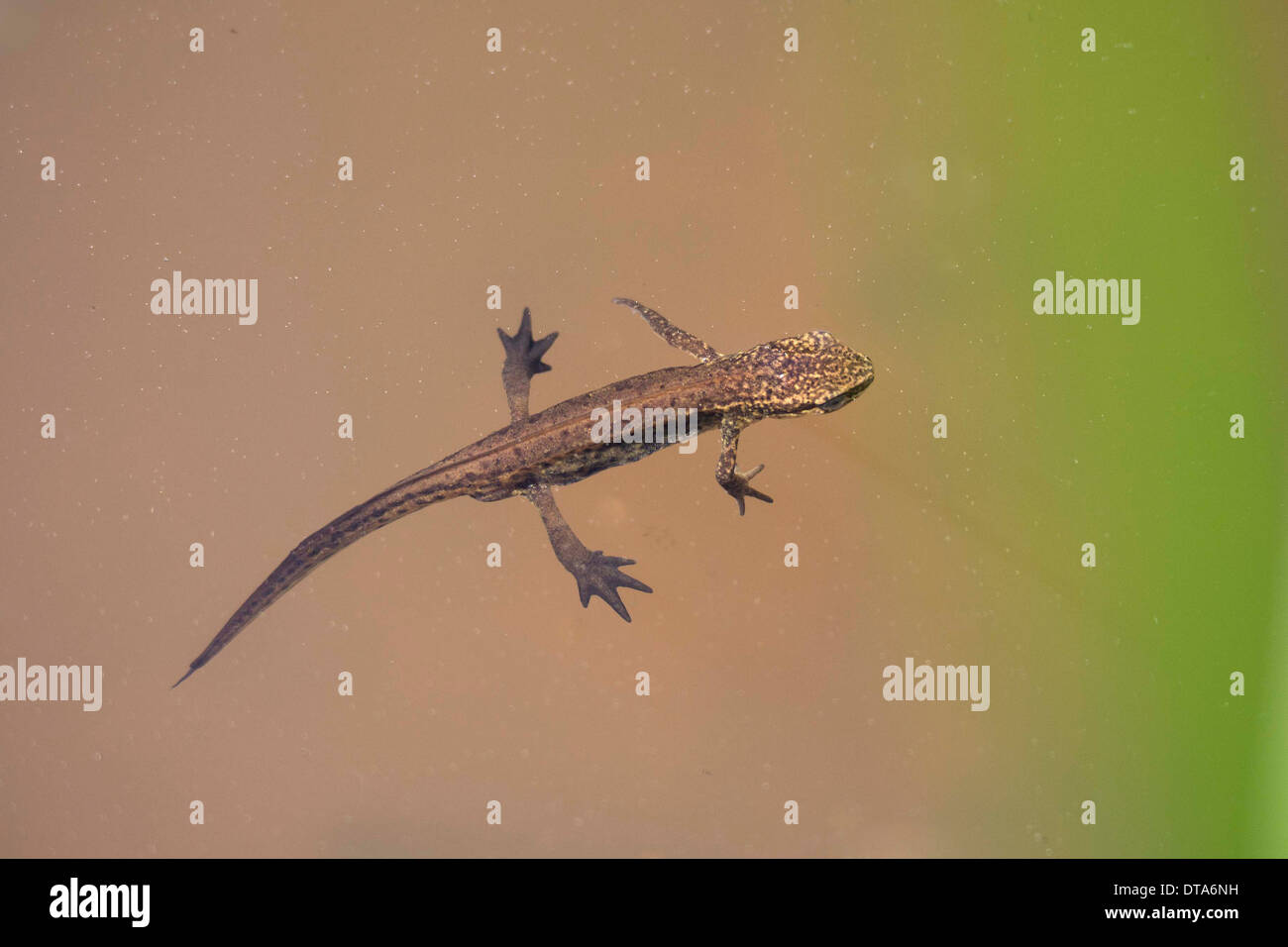 Hibernating lizard hi-res stock photography and images - Alamy