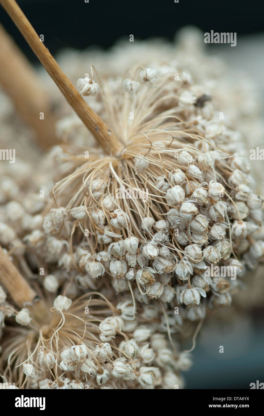 Dried leek hi-res stock photography and images - Alamy