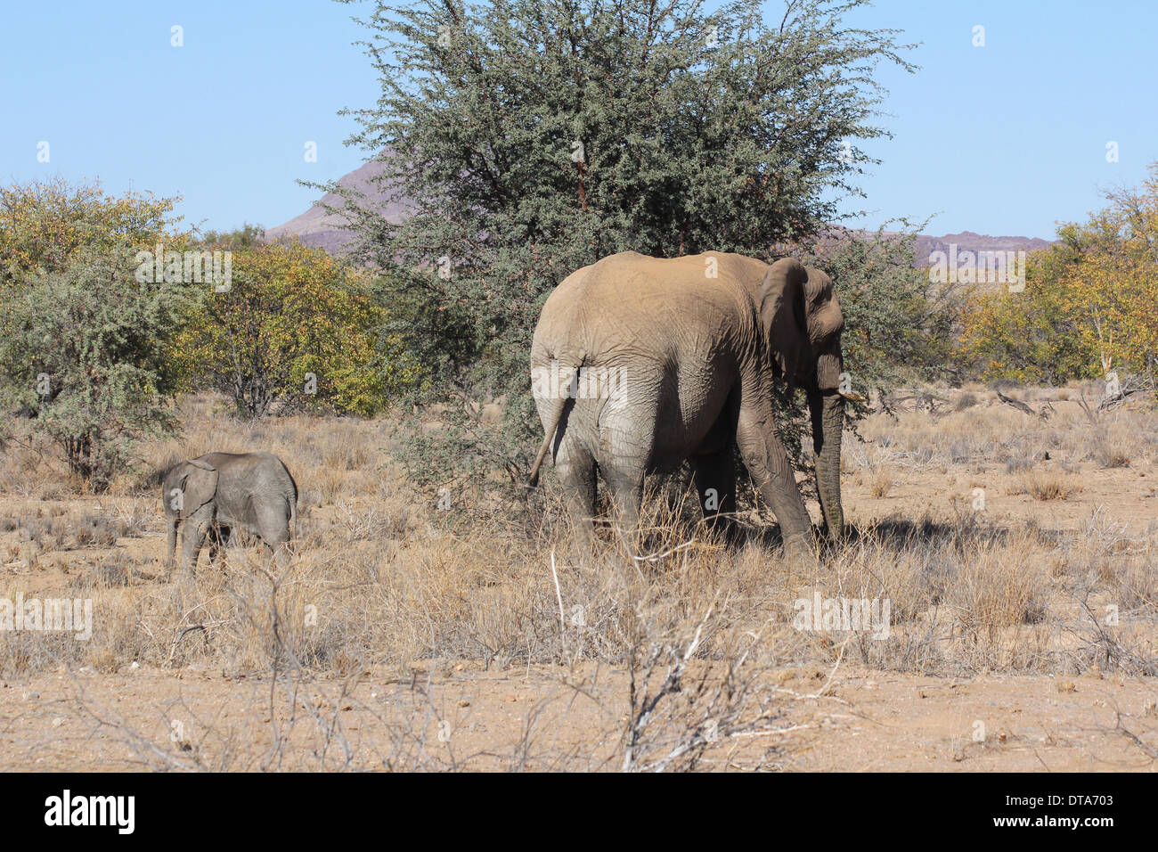 African desert elephant and calf feeding in the Namib Desert,Namibia ...