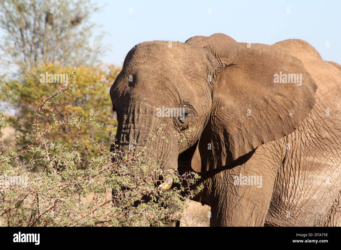 African desert elephants feeding in the NAMIB DESERT,NAMIBIA Stock ...