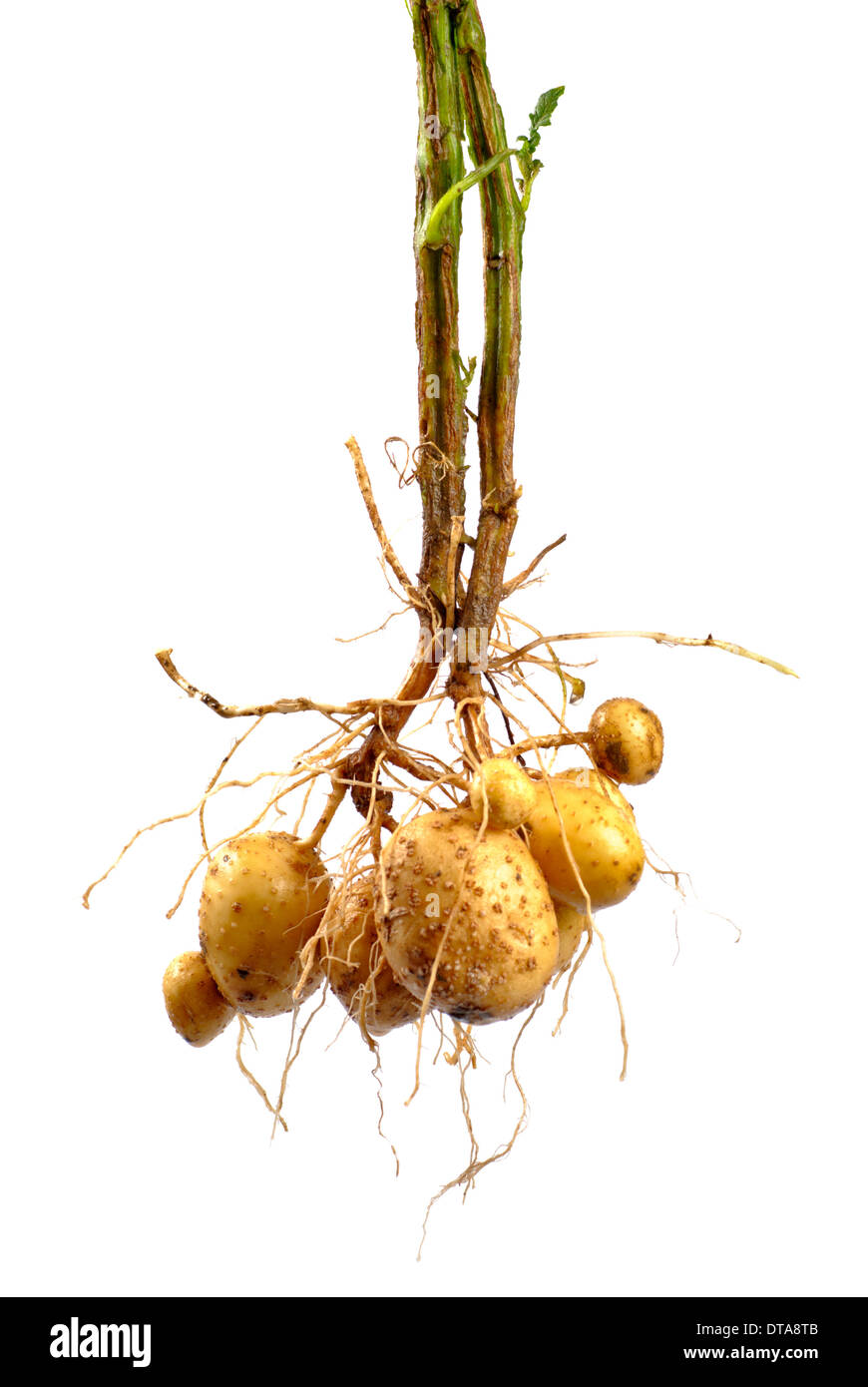 Potato with root close up isolated on white Stock Photo - Alamy