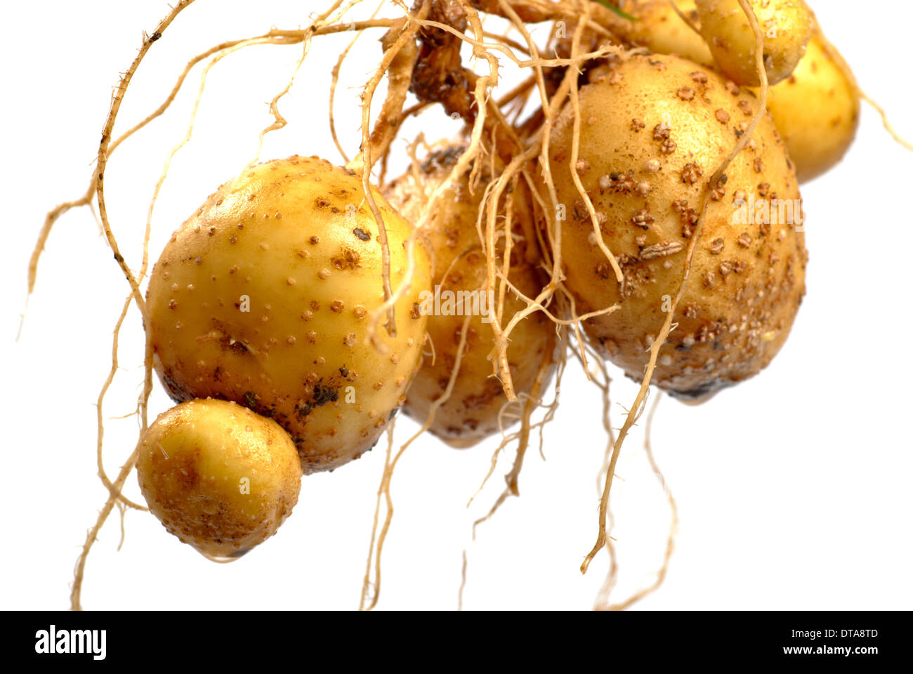 Potato with root close up isolated on white Stock Photo - Alamy