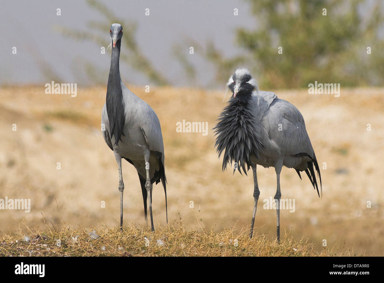 Demoiselle Cranes (Anthropoides virgo) near Taal Chhapar wildlife ...