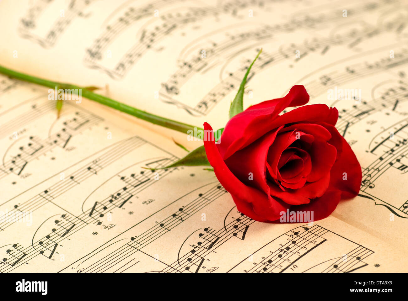 Мusical notes and red rose. Selecrive focus, shallow deep of field ...