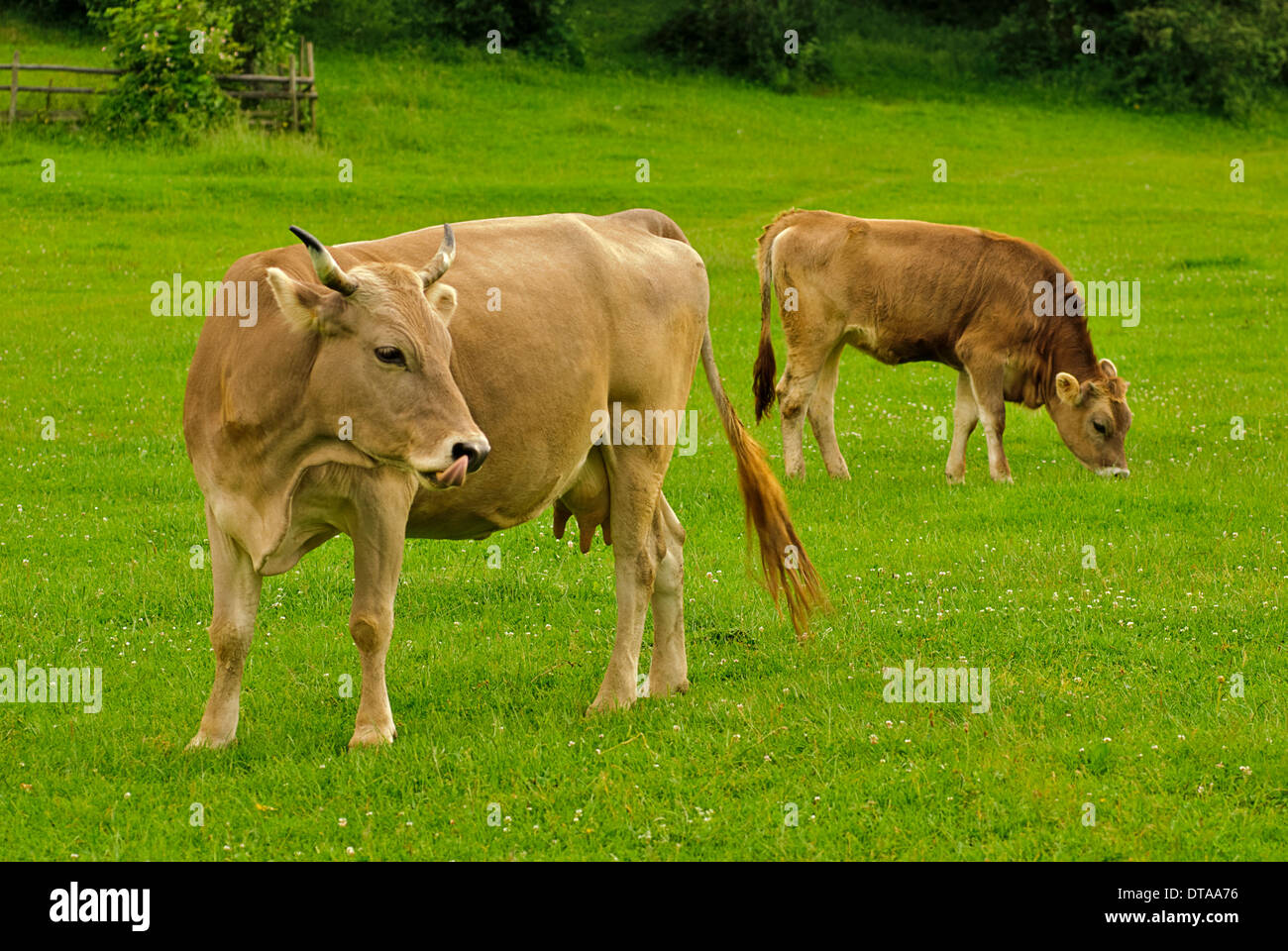 Cow lick itself and calf graze on the grass with yellow flowers in the ...