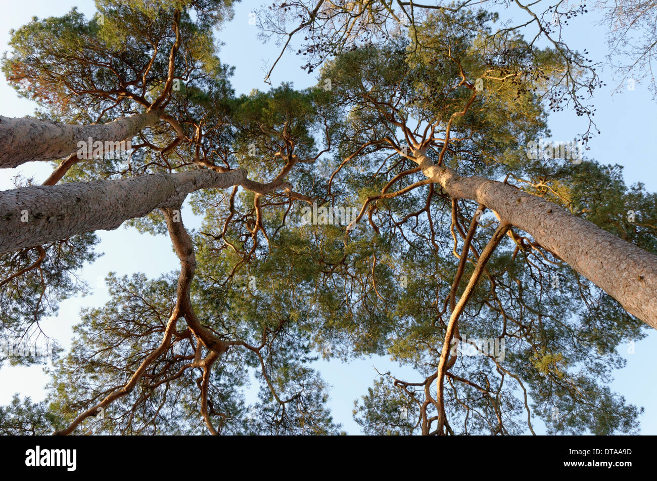 Scots pines scots pine hi-res stock photography and images - Alamy