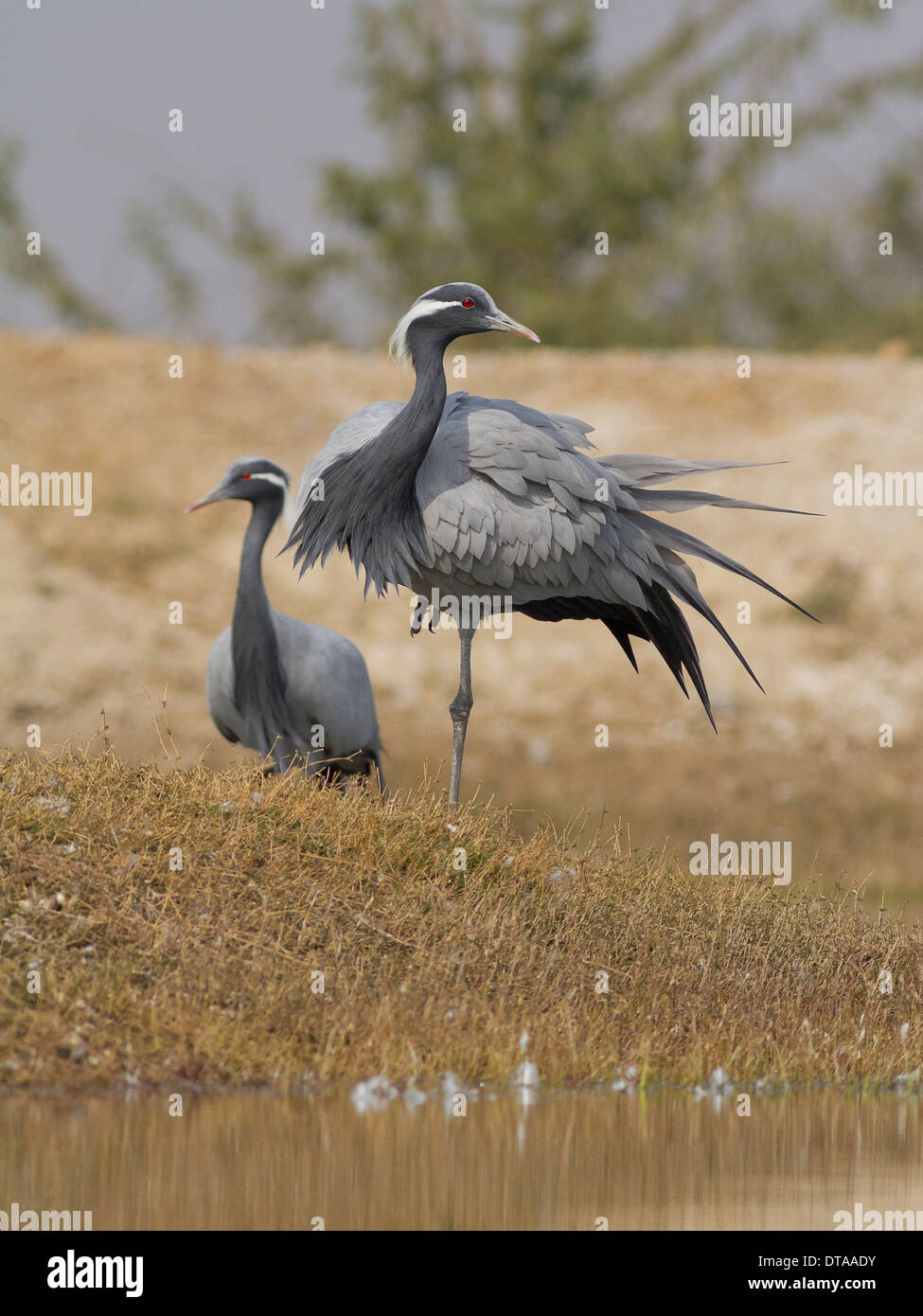 Demoiselle Cranes (Anthropoides virgo) near Taal Chhapar wildlife ...