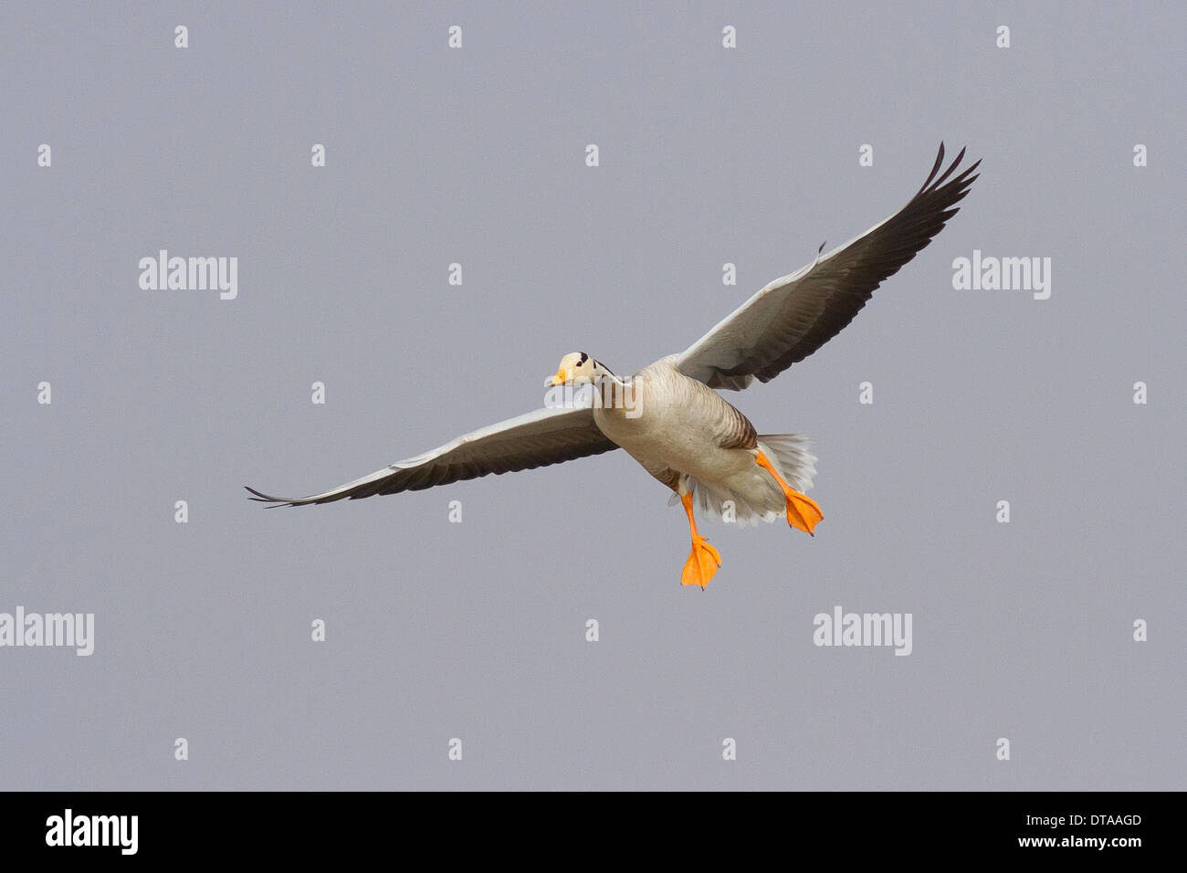 Bar-headed Goose (Anser indicus) in flight at Taal Chhapar wildlife ...