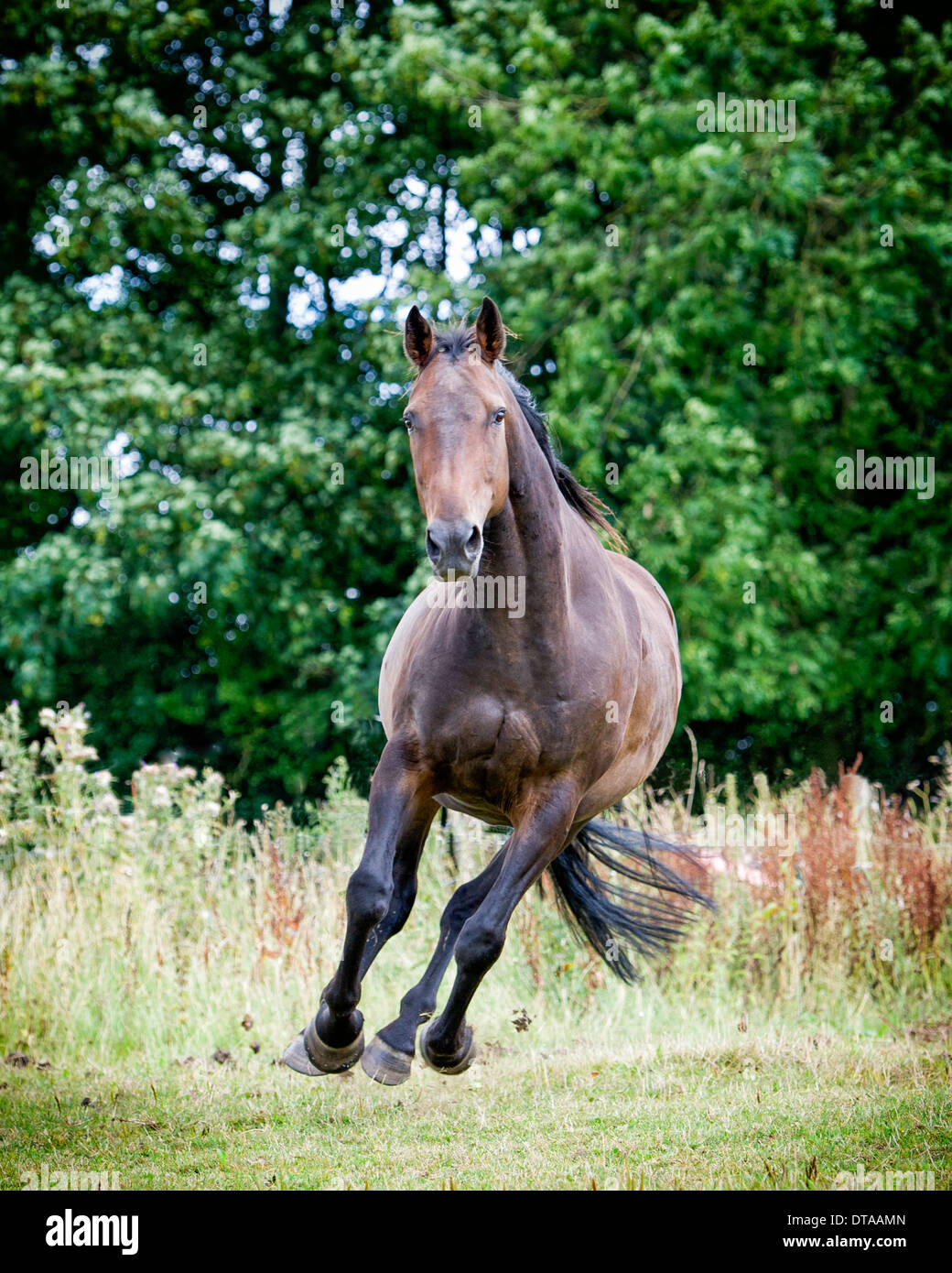 Charging Horse High Resolution Stock Photography and Images - Alamy