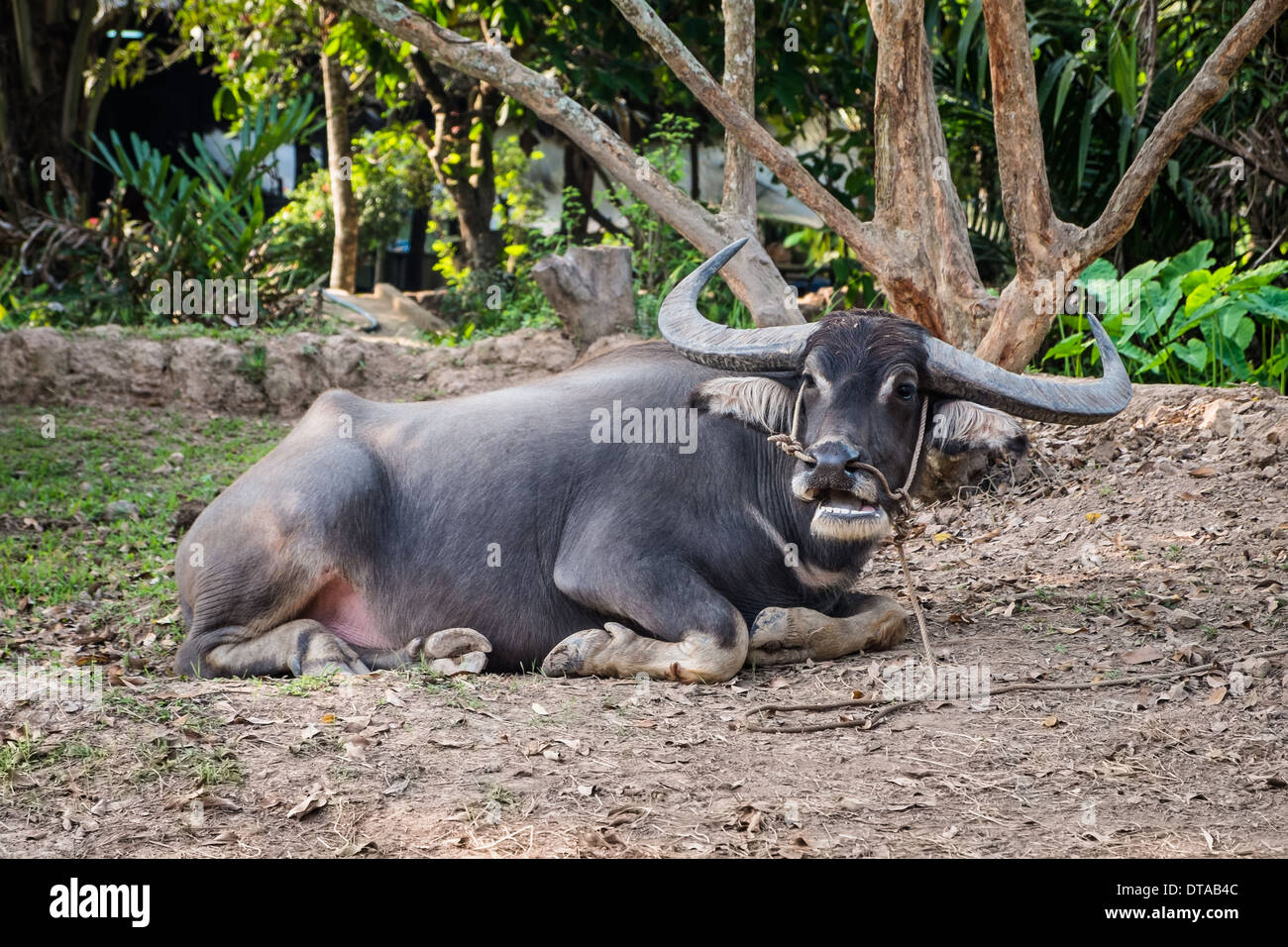 Sitting buffalo hi-res stock photography and images - Alamy