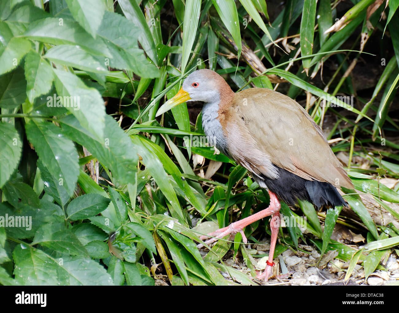 Giant Wood Rail High Resolution Stock Photography and Images - Alamy