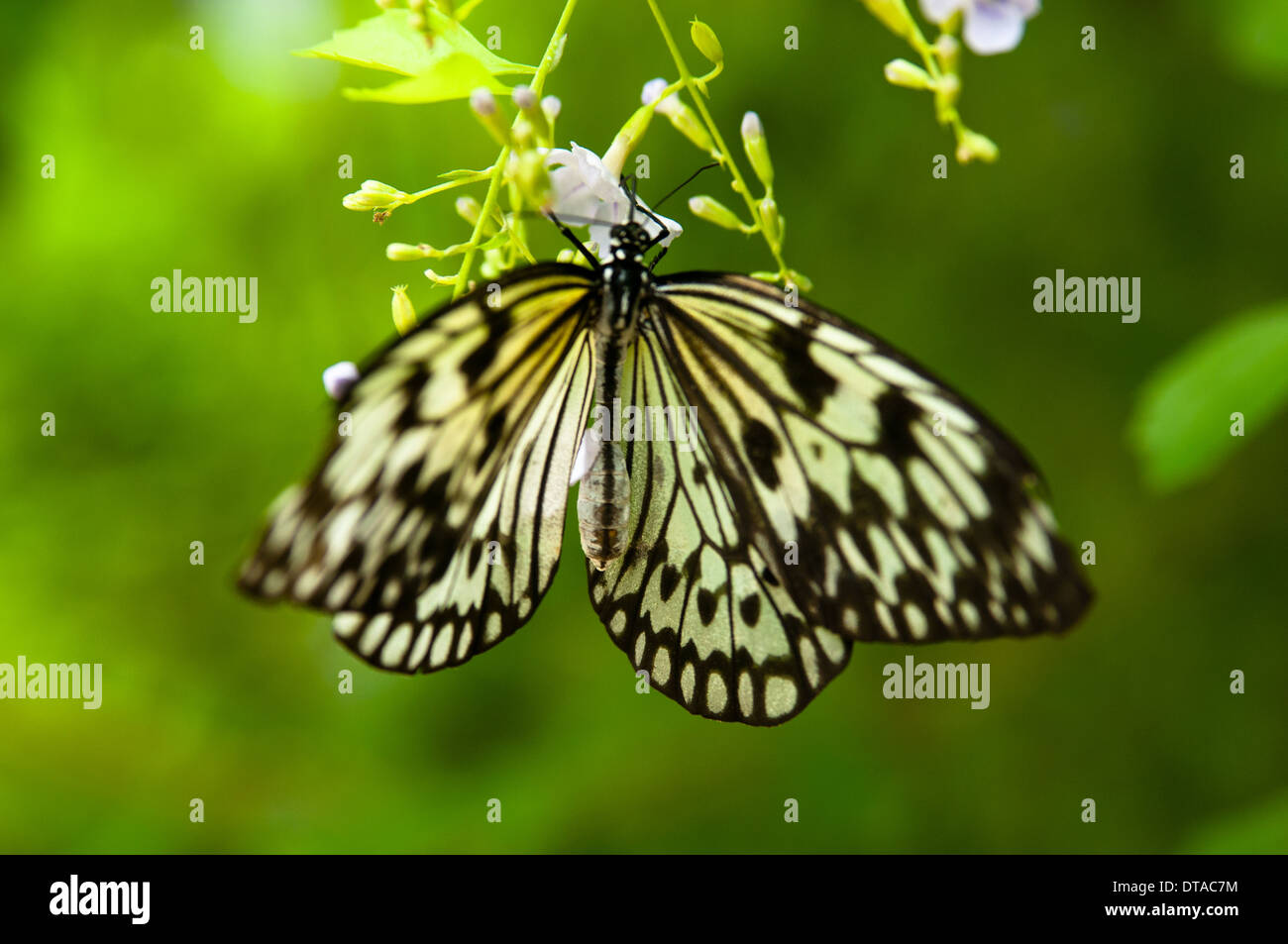 Sharp image of butterfly hi-res stock photography and images - Alamy