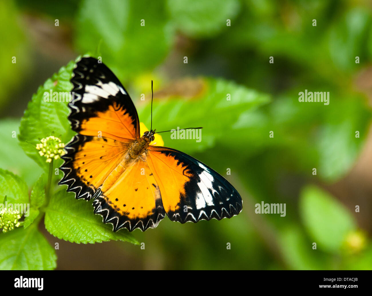 Sharp image of butterfly hi-res stock photography and images - Alamy