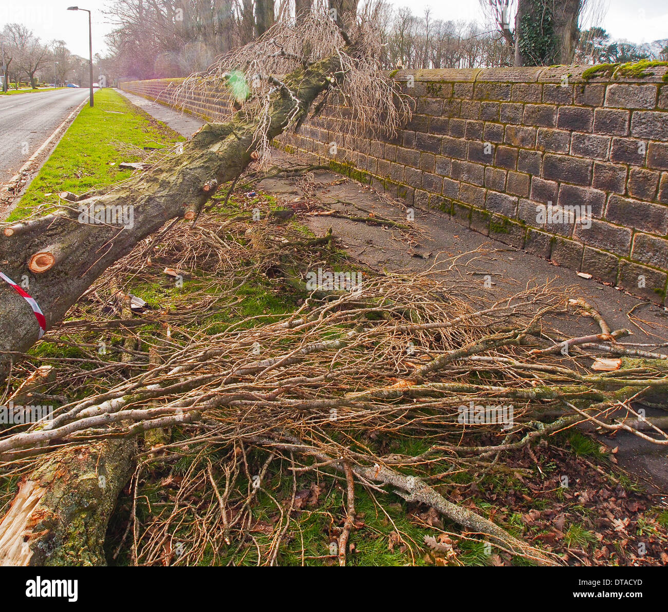 Leyland, Lancashire, UK. 13th February 2014. Storm damage to trees in ...