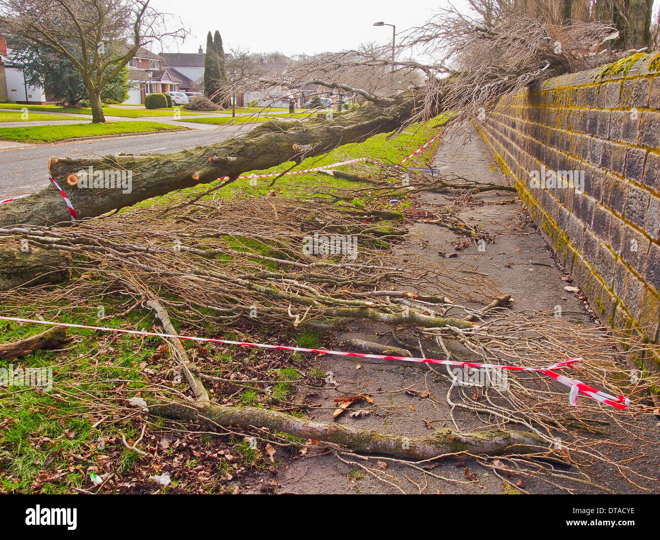 Leyland, Lancashire, UK. 13th February 2014. Storm damage to trees in ...