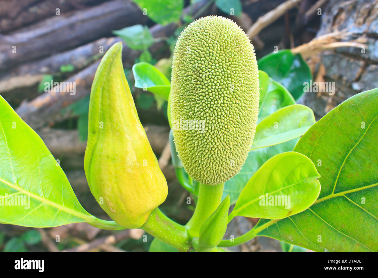 jackfruit (alternately jack tree, jakfruit, or sometimes simply jack or ...