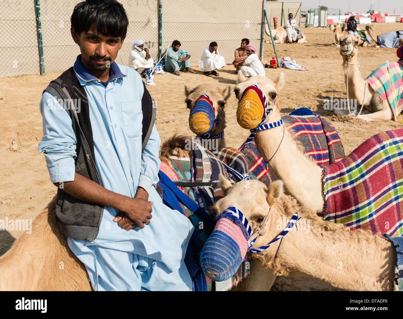 Camels resting before racing at camel racing club at Al Marmoum outside ...