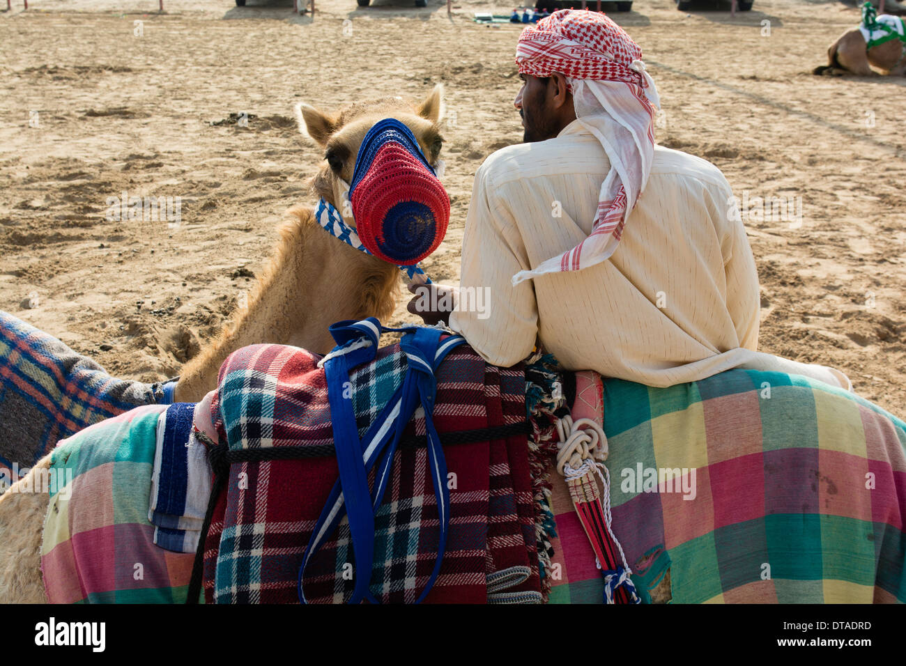 Camels resting before racing at camel racing club at Al Marmoum outside ...