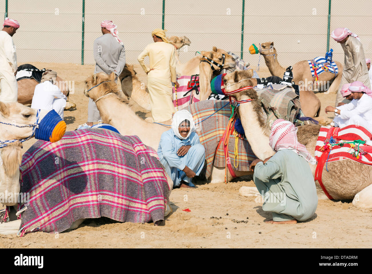 Camels resting before racing at camel racing club at Al Marmoum outside ...