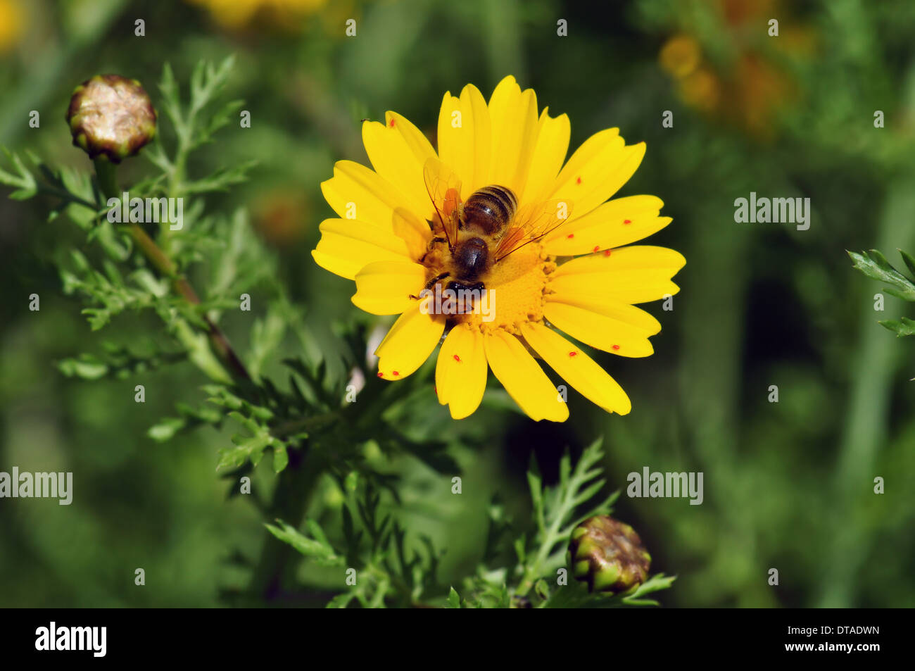 Wildflower spring hi-res stock photography and images - Alamy