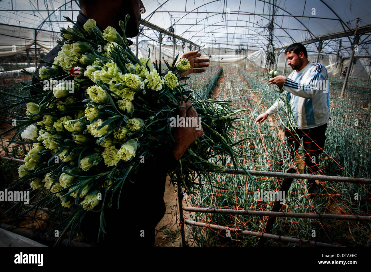 Gaza flower hi-res stock photography and images - Alamy