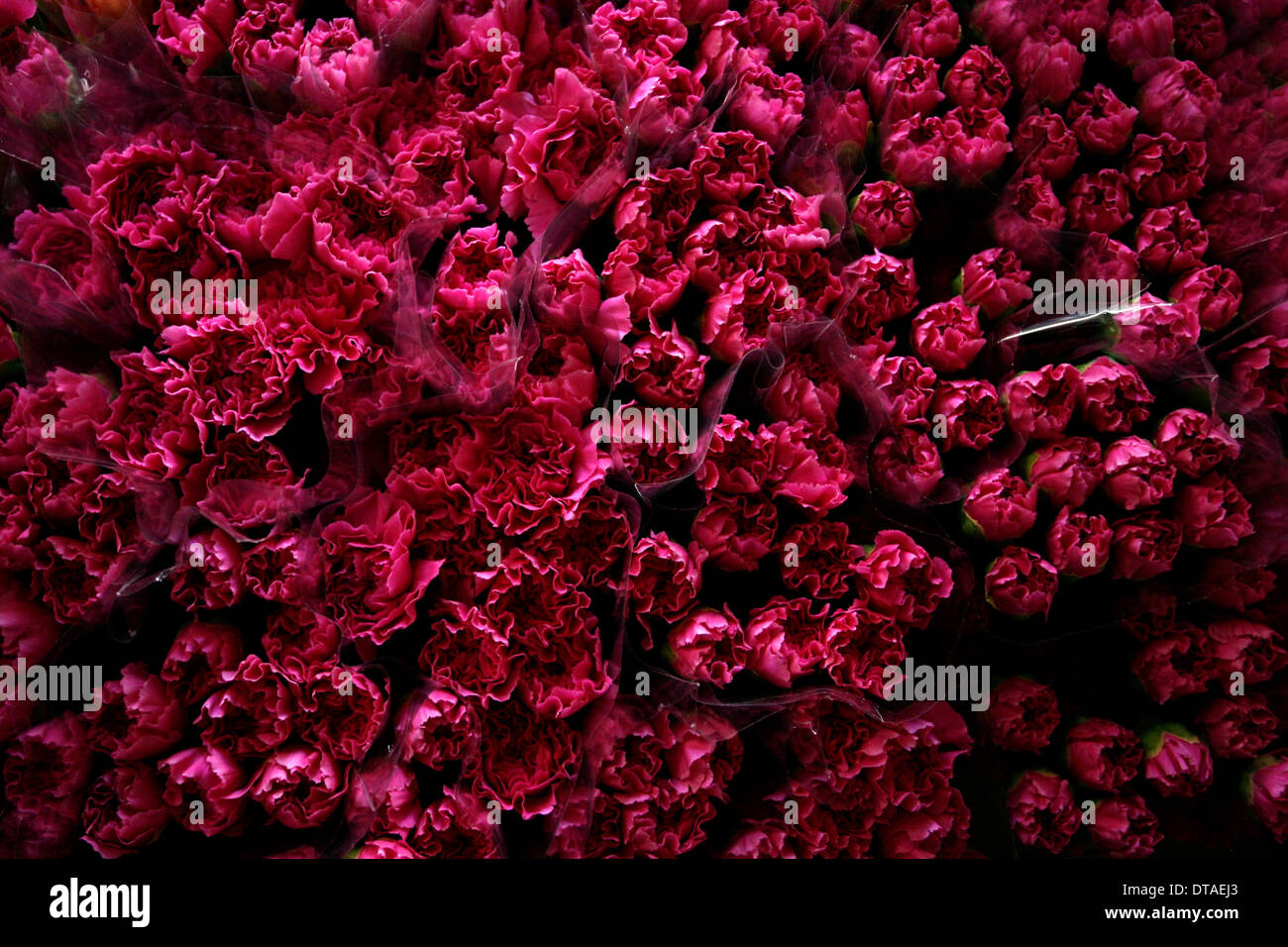 Gaza flower hi-res stock photography and images - Alamy