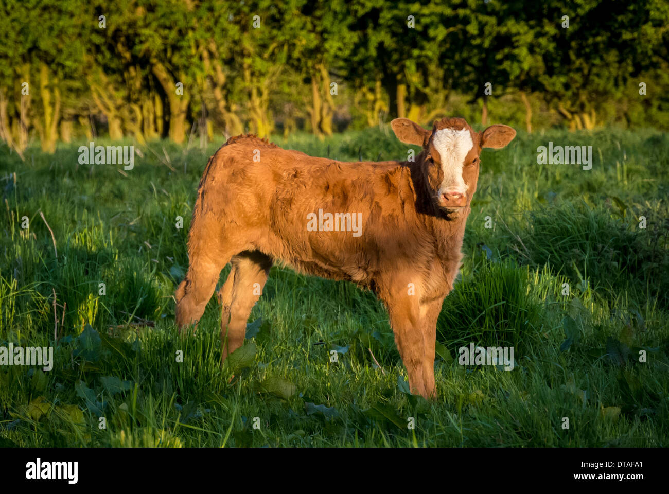 Brown calf in field of grass Stock Photo - Alamy