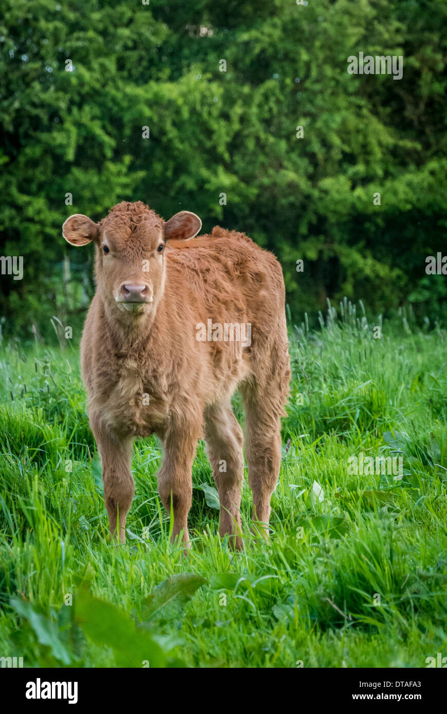 Brown calf in field of grass Stock Photo - Alamy