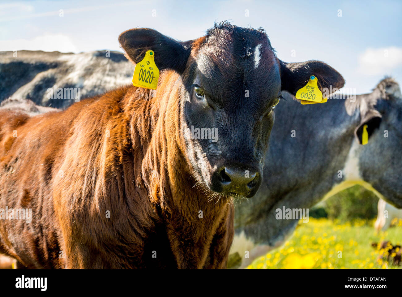 Calf calves hi-res stock photography and images - Alamy