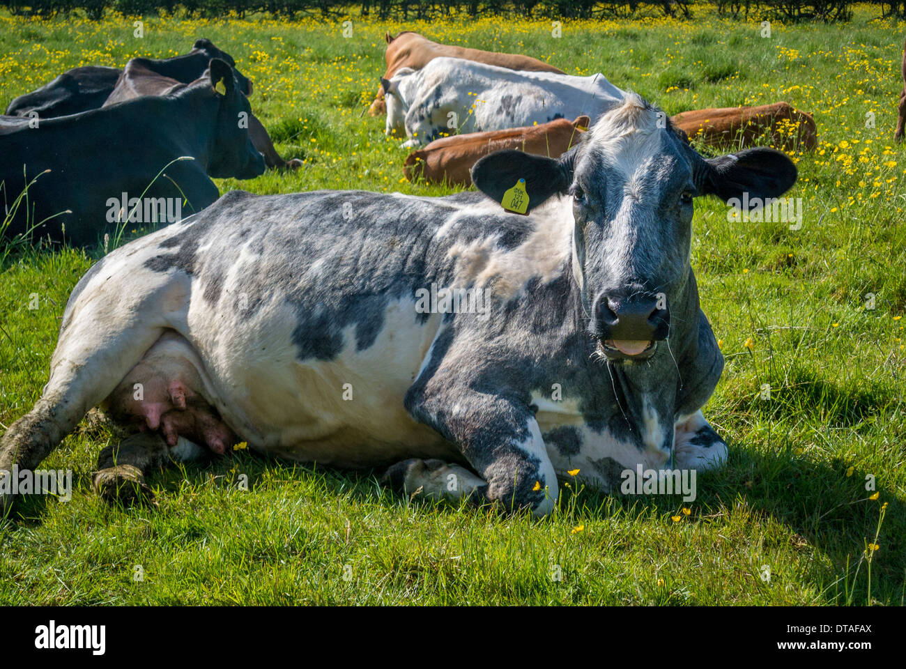 Cow sitting down hi-res stock photography and images - Alamy