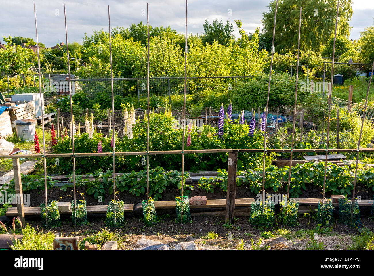Allotment plants hi-res stock photography and images - Alamy