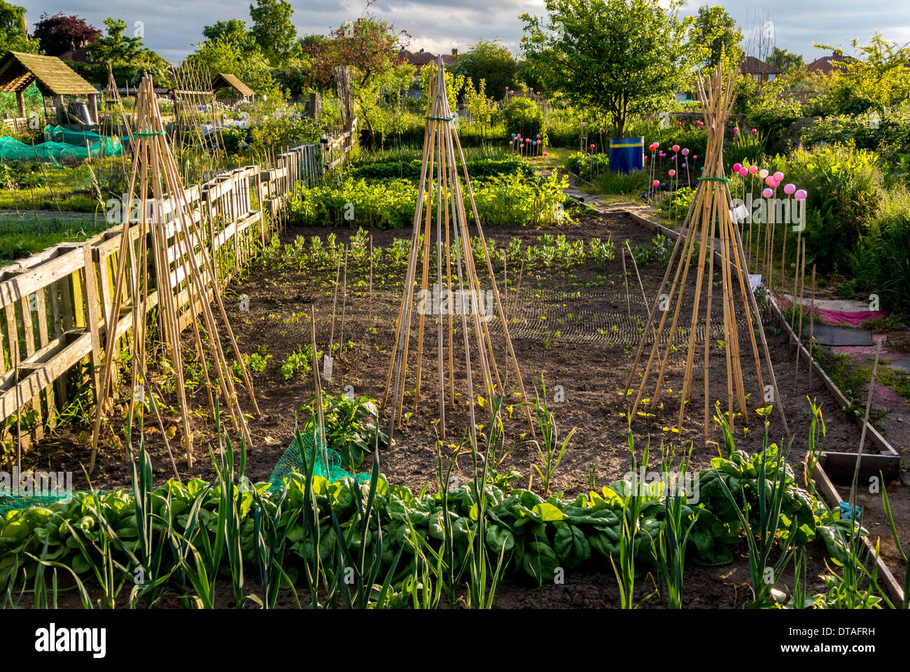 Bamboo cane wigwam supports in an allotment Stock Photo - Alamy