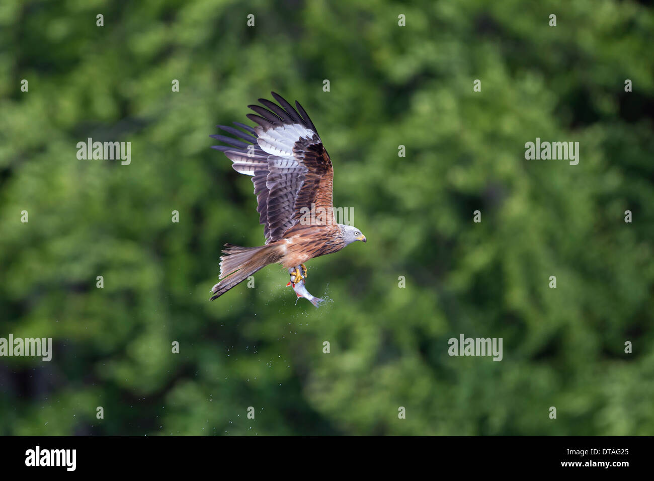 Red kite is hunting hi-res stock photography and images - Alamy