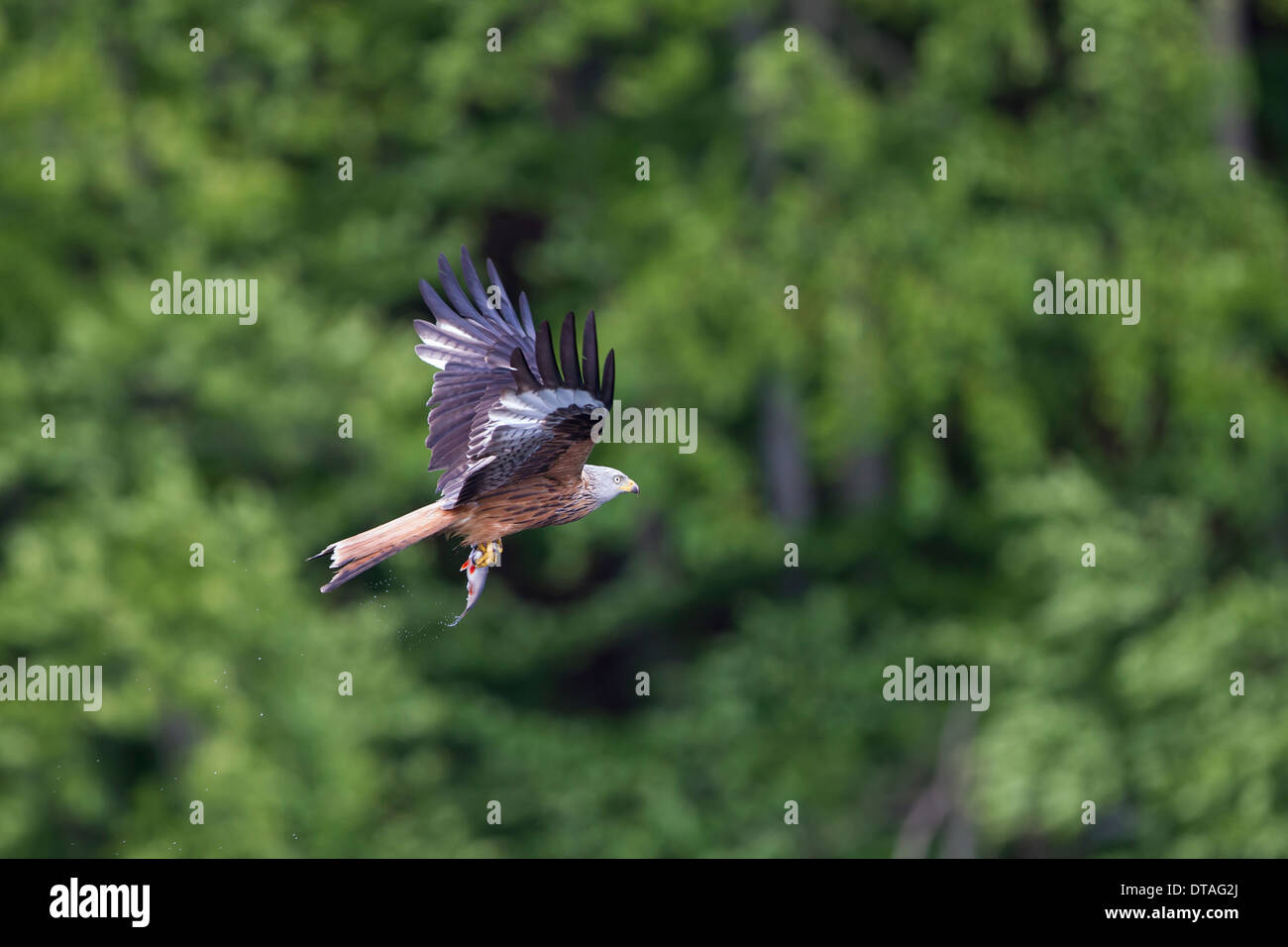 Milvus milvus Red Kite Roter Milan flying Rotmilan Stock Photo - Alamy