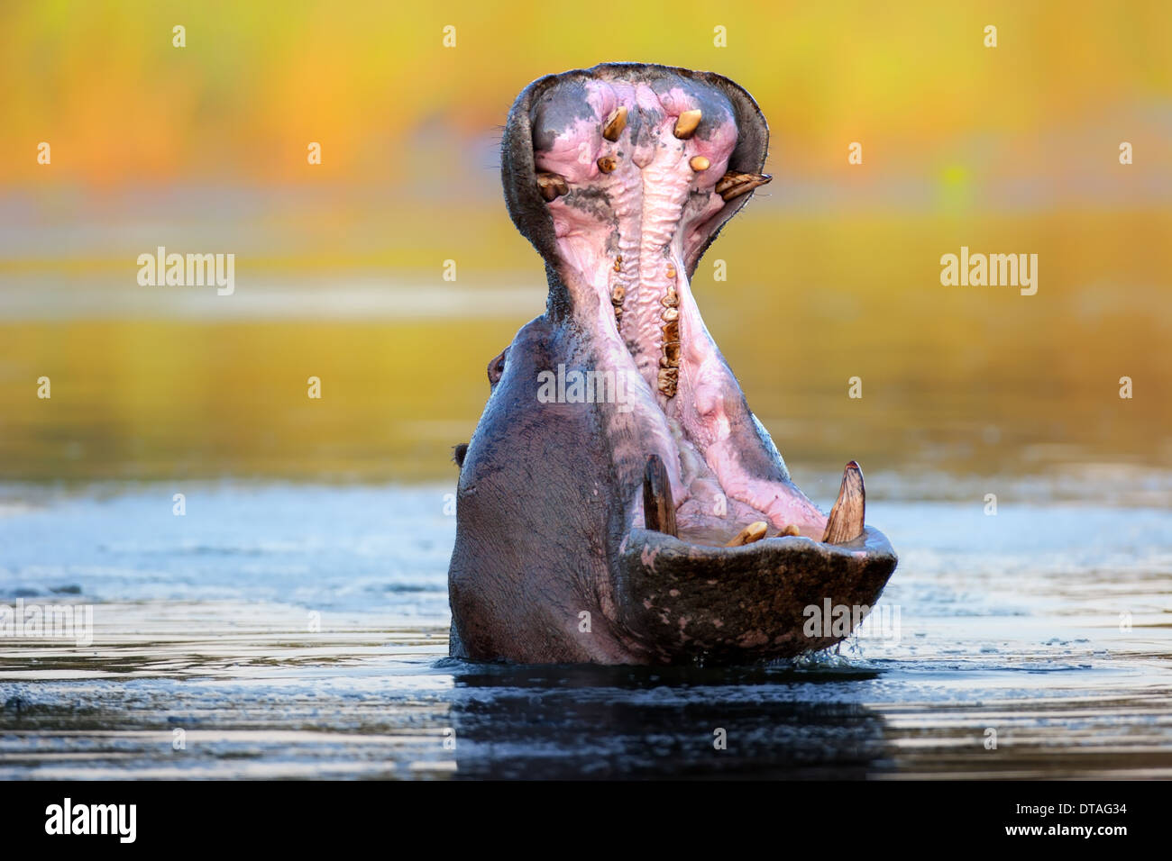 Hippopotamus (Hippopotamus amphibius) displaying aggressive behavior ...