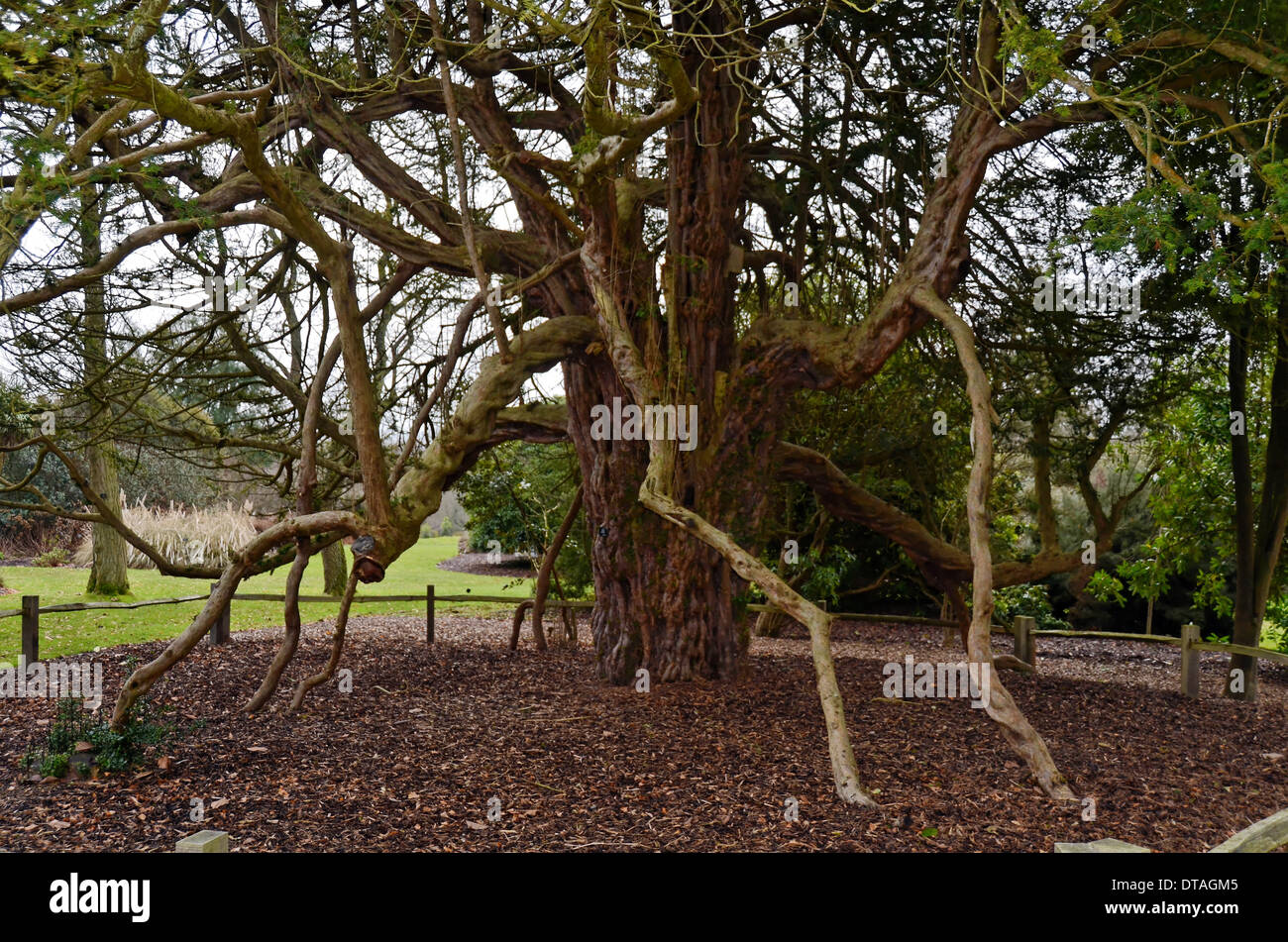 Supported By Tree High Resolution Stock Photography and Images - Alamy