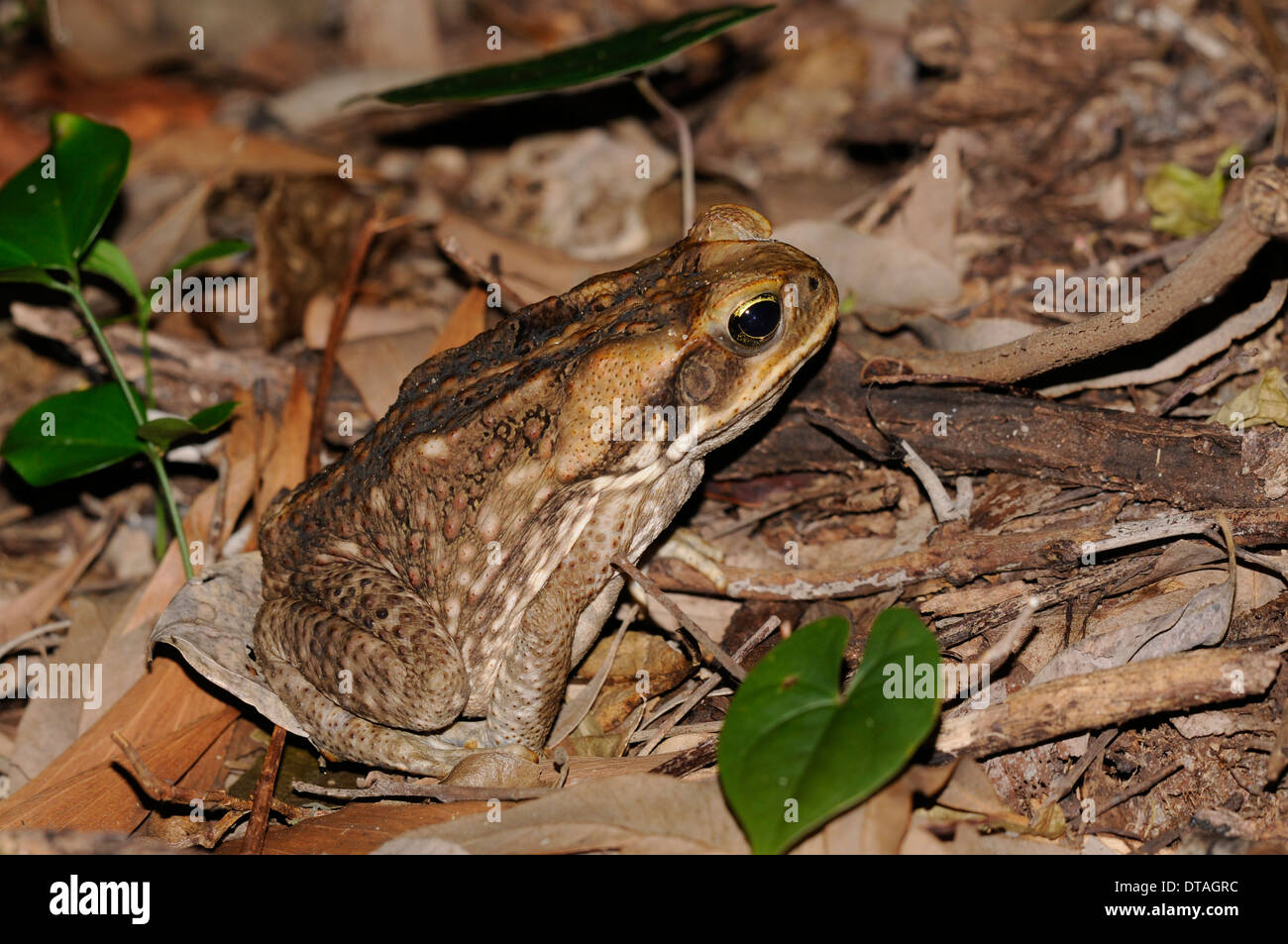 Cane Toad Australia Invasive Species at Stephanie Rahn blog