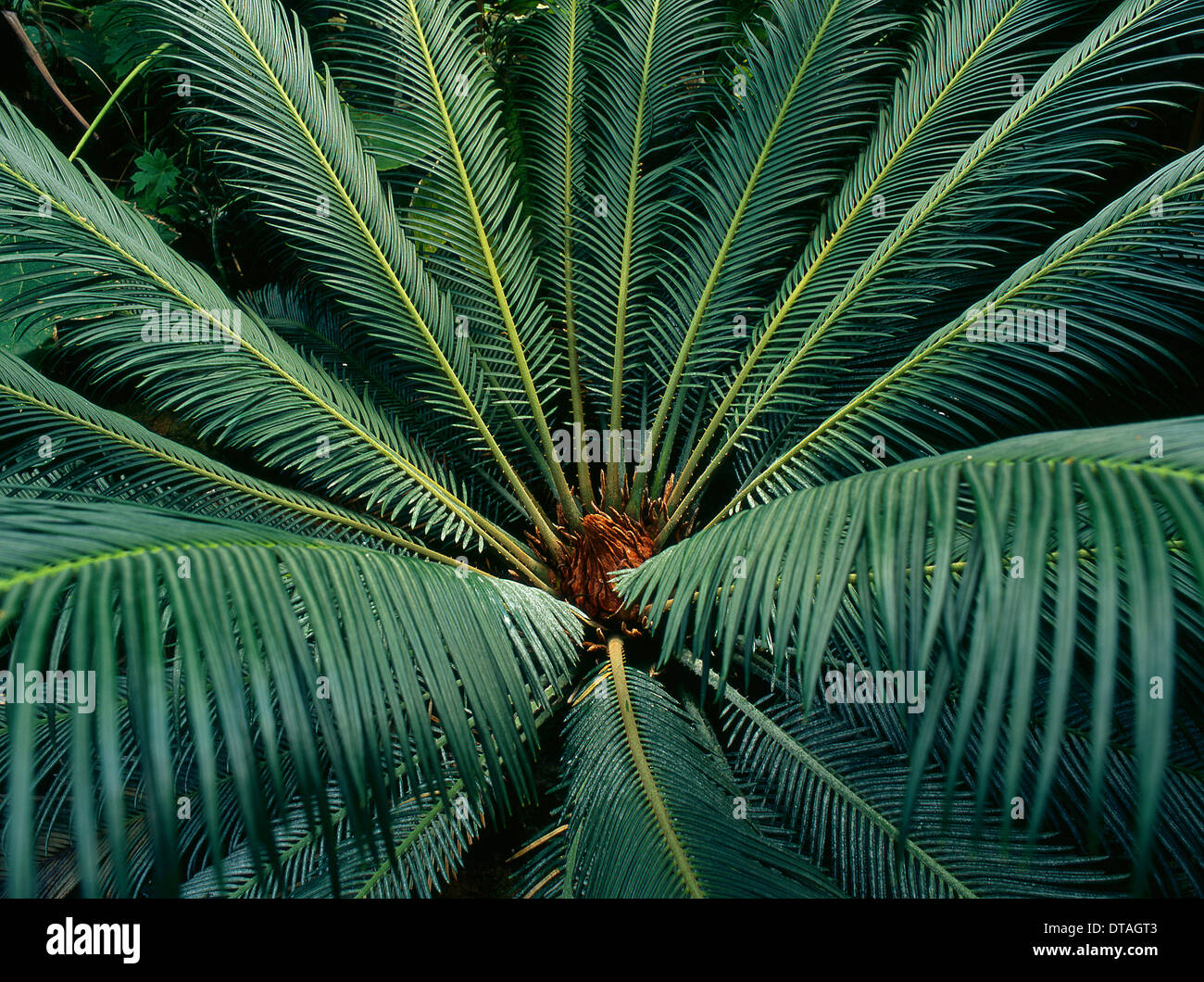 Palm fern cycas revoluta hi-res stock photography and images - Alamy