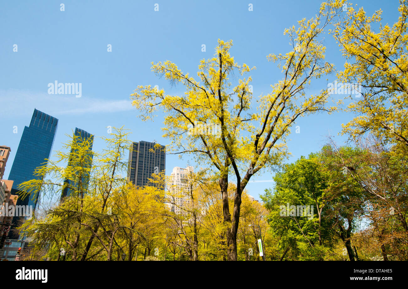 Fresh green spring trees in Central Park, Manhattan New York City, USA ...