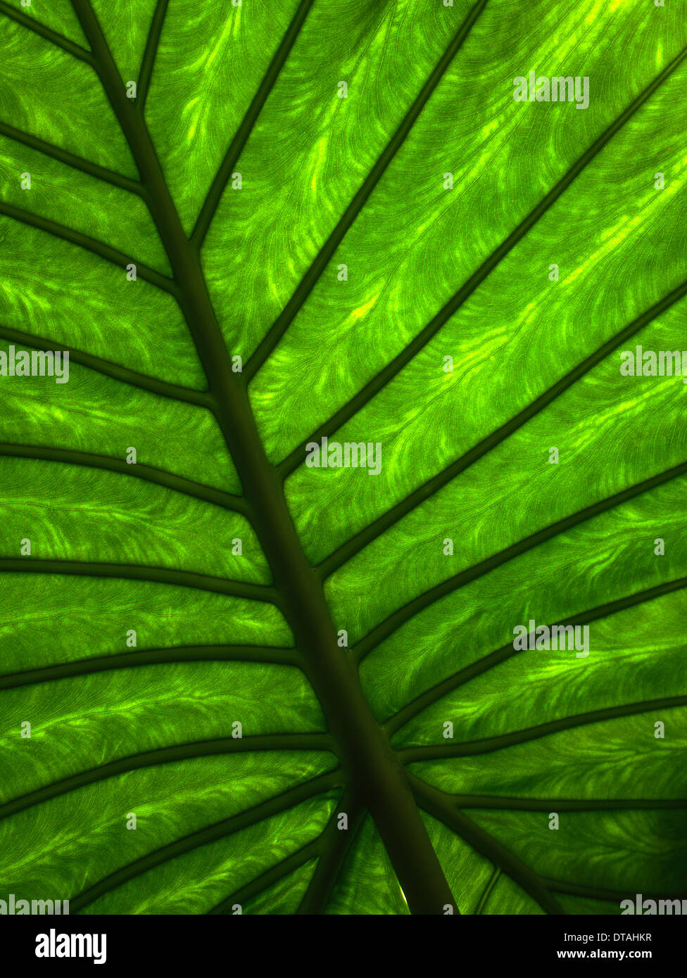Alocasia leaf ribs Stock Photo - Alamy