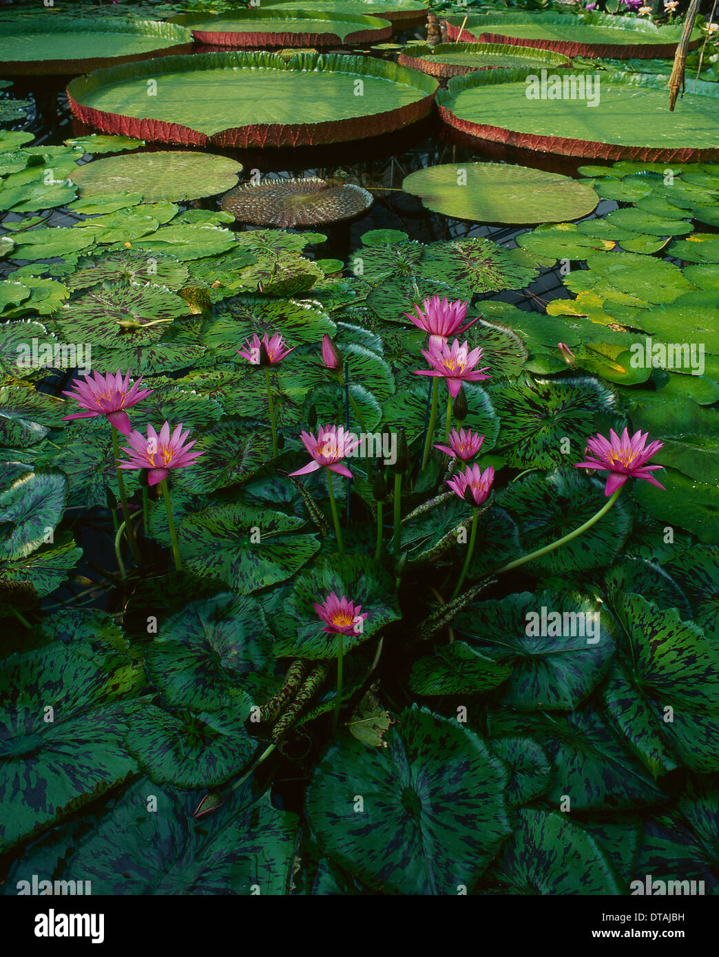Victoria amazonica Victoria Regia Giant Lily pads Stock Photo - Alamy