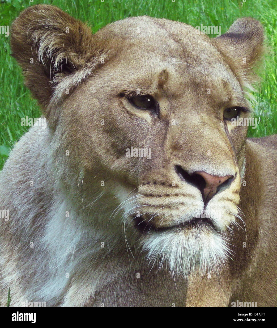 Lioness female lion (Panthera leo Stock Photo - Alamy