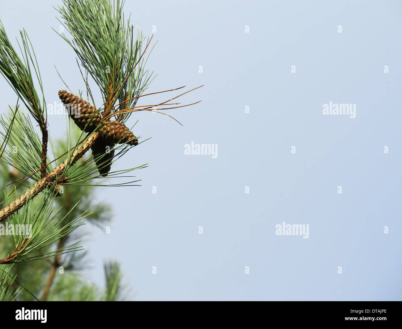 Pine Tree Branch With Cones Stock Photo - Alamy