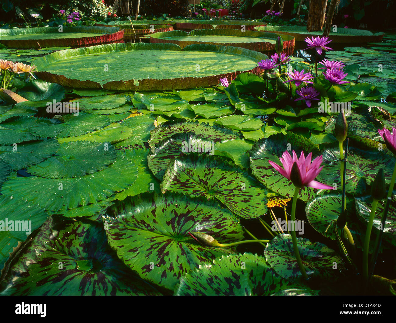 Victoria amazonica syn victoria regia hi-res stock photography and ...