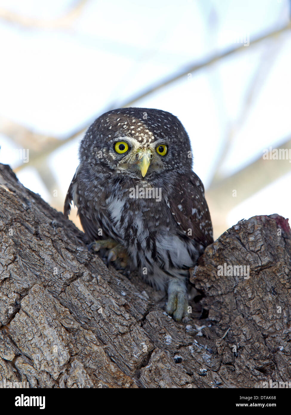 Pygmy owl with broken wing in rehab center hi-res stock photography and ...