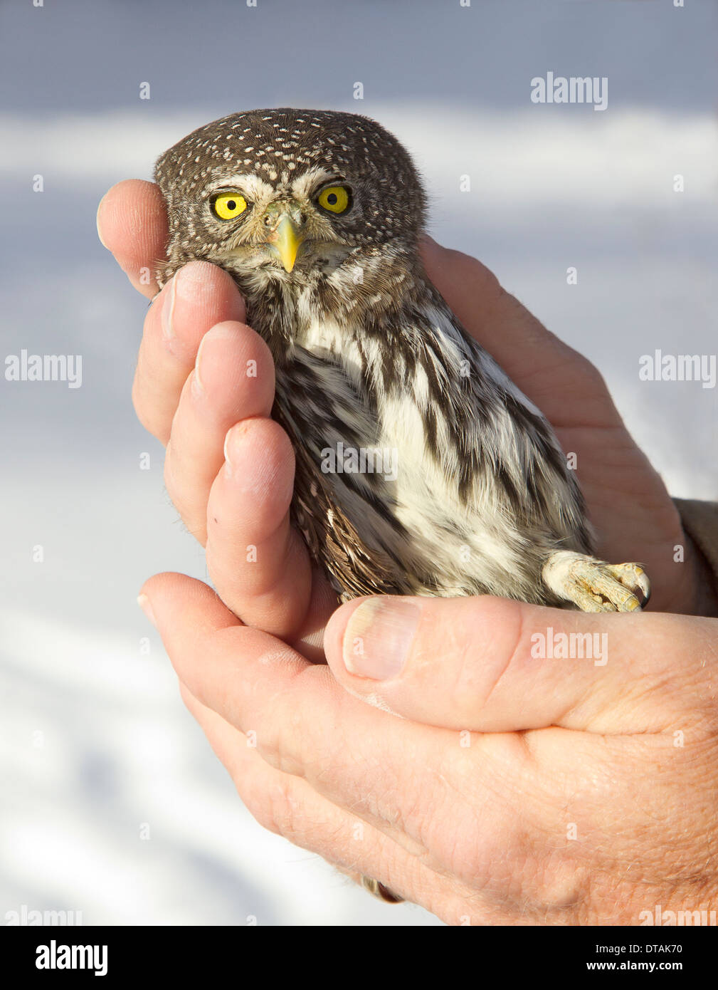 Pygmy owl with broken wing in rehab center hi-res stock photography and ...