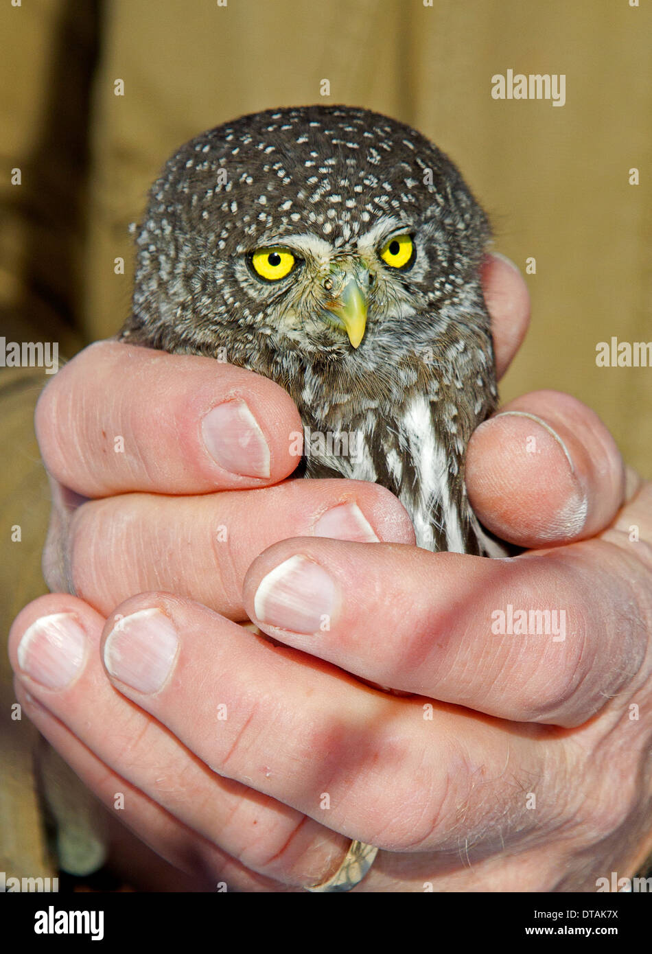 Pygmy owl with broken wing in hands of rehabber hi-res stock ...