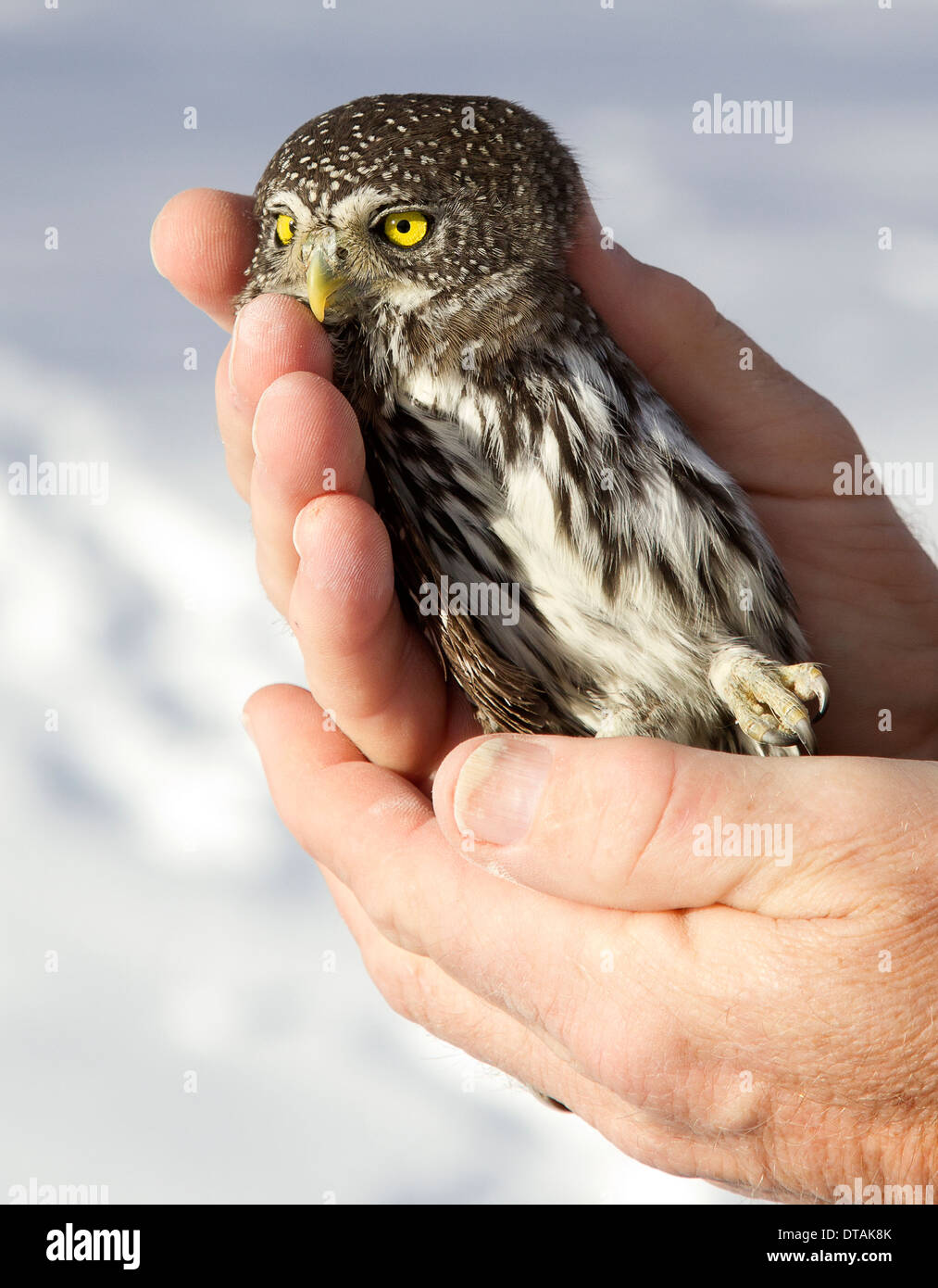 Injured Wing High Resolution Stock Photography and Images - Alamy