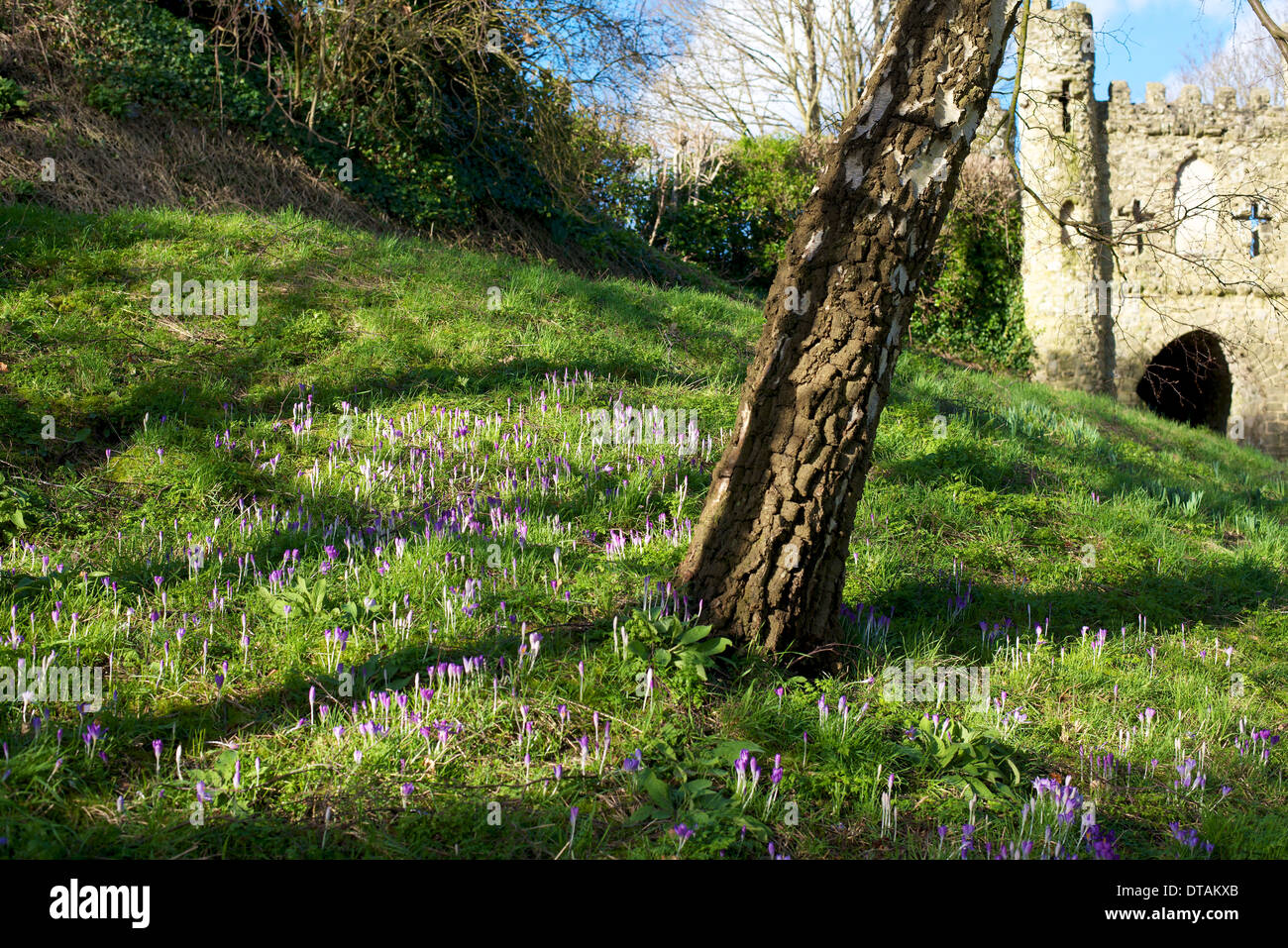 Reigate Castle mock medieval gateway folly and crocuses in the dry moat ...